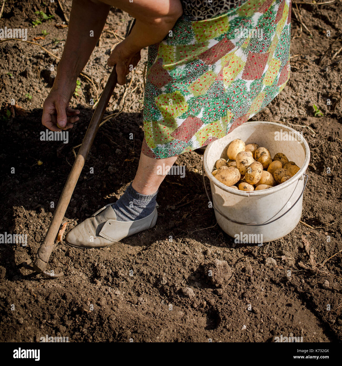 Woman pulling potatoes hi-res stock photography and images - Alamy