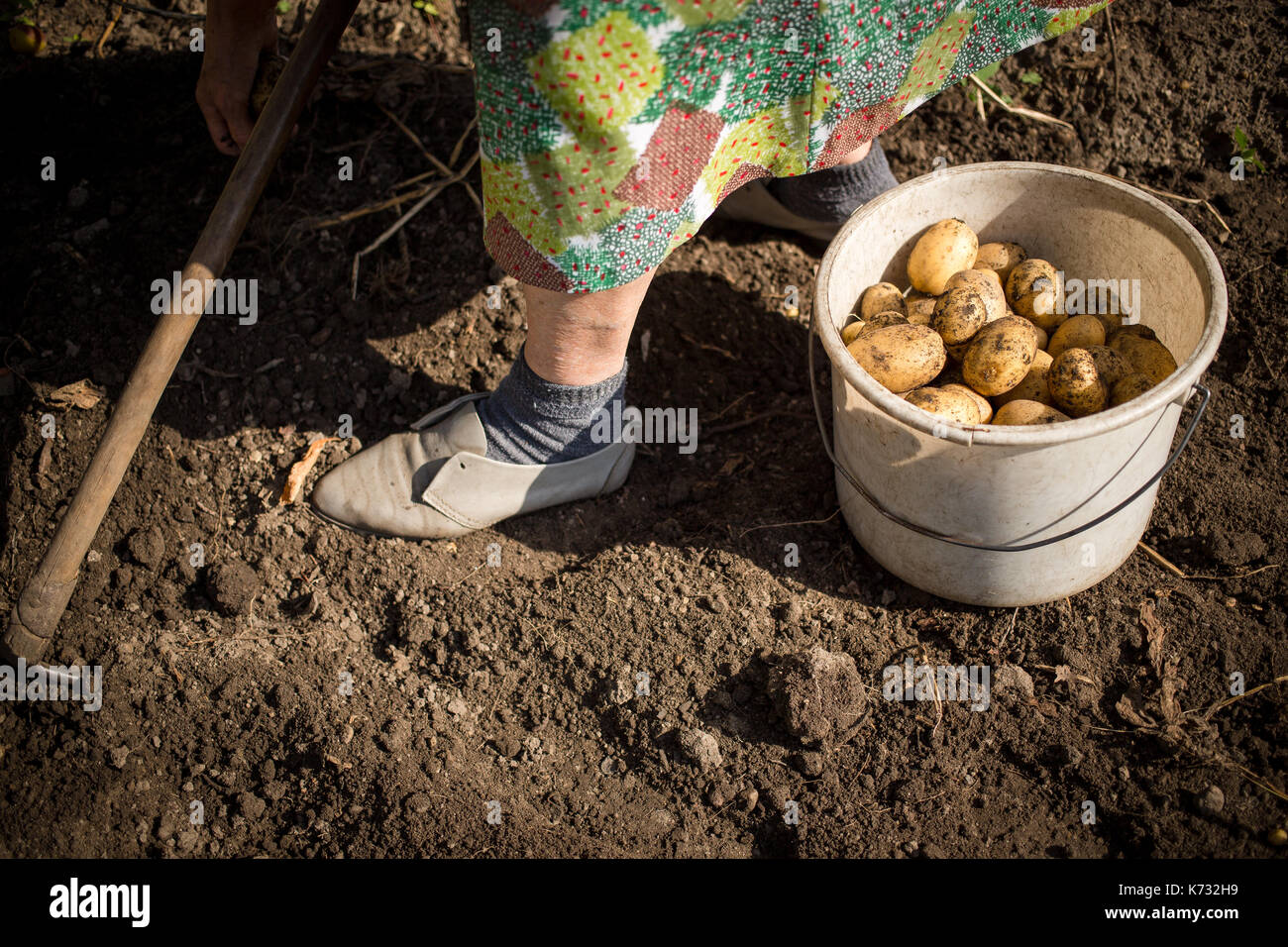 Digging potatoes hi-res stock photography and images - Alamy