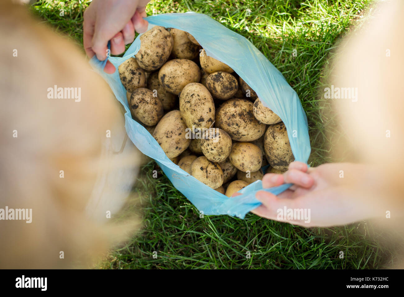 Digging Potatoes High Resolution Stock Photography and Images - Alamy