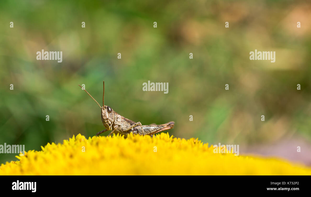 Closeup grasshopper hi-res stock photography and images - Alamy