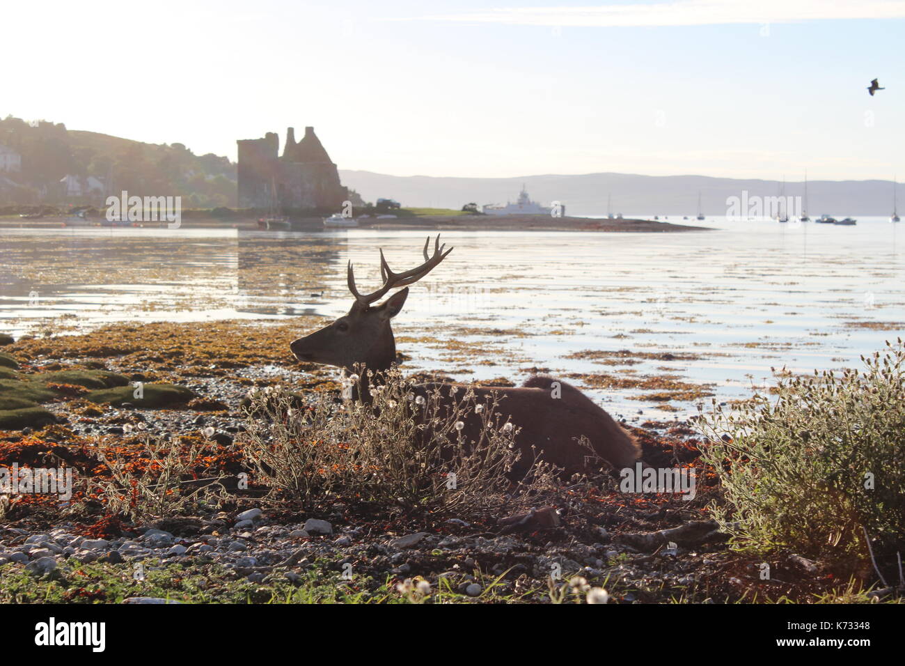 Highland castle deer hi-res stock photography and images - Alamy