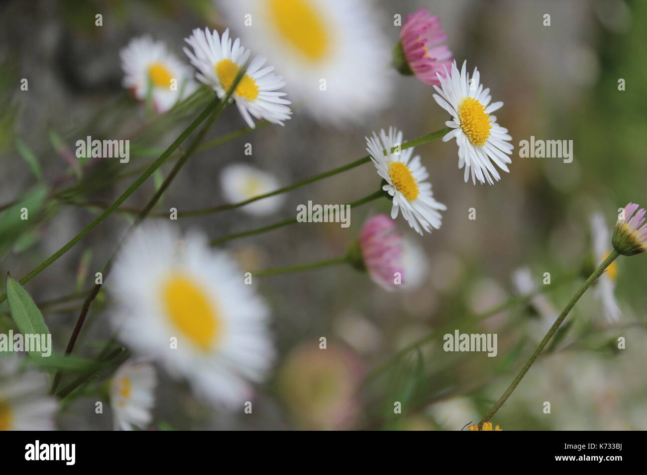 Common daisy growing hi-res stock photography and images - Alamy