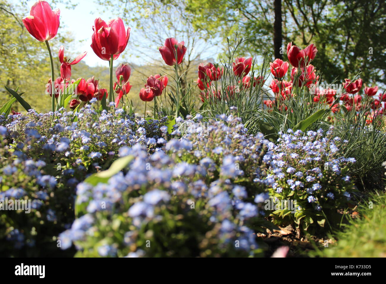 Tulips and Bluebells in a Spanish Garden in Spring. Tulipa and ...
