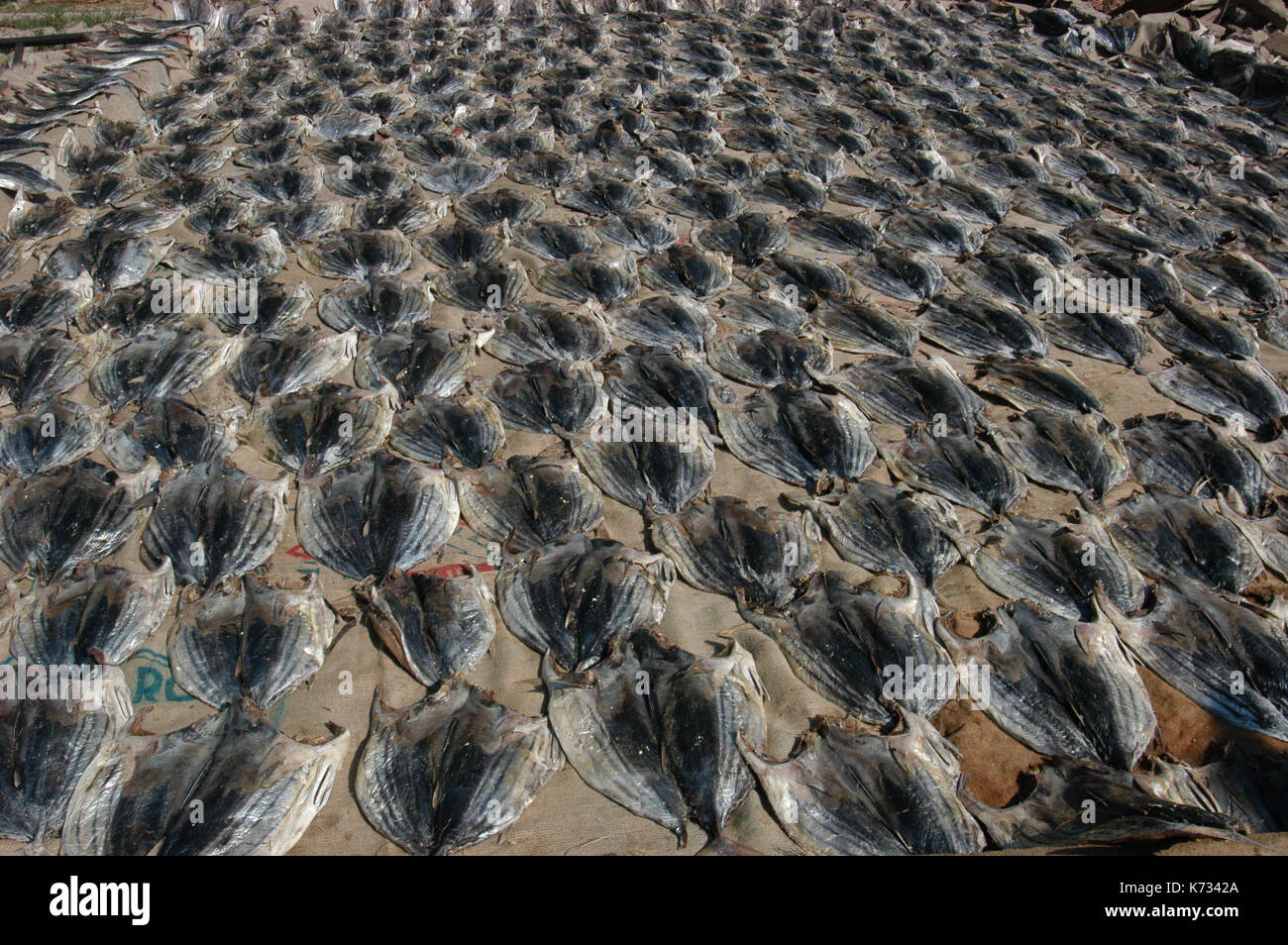 fish to dry in the beach on the, Sri Lanka, Negombo Stock Photo - Alamy