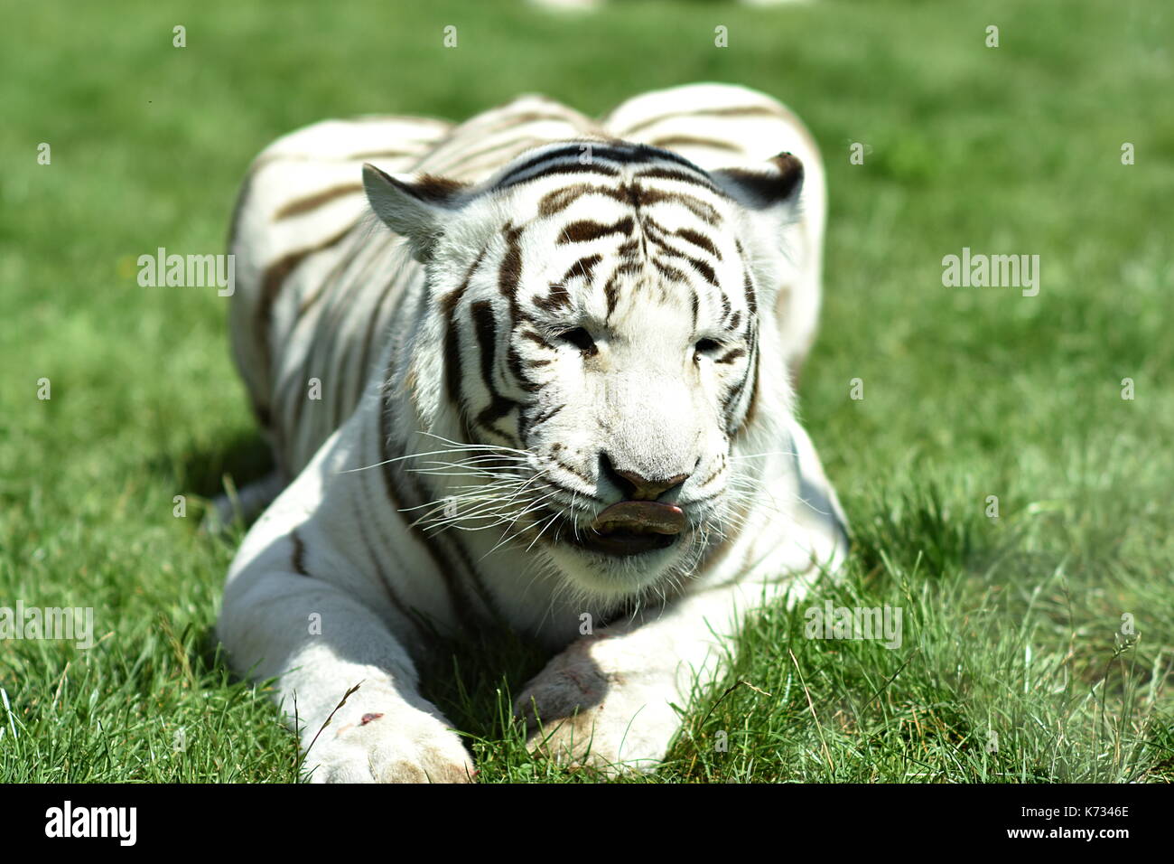 Tiger skin jacket hi-res stock photography and images - Alamy