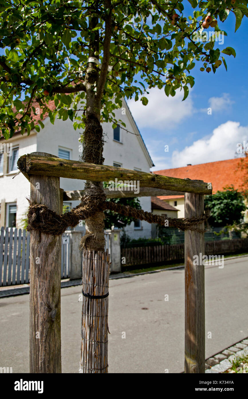 Young trees supported by rope and wooden posts in Breitenthal, Günzburg ...