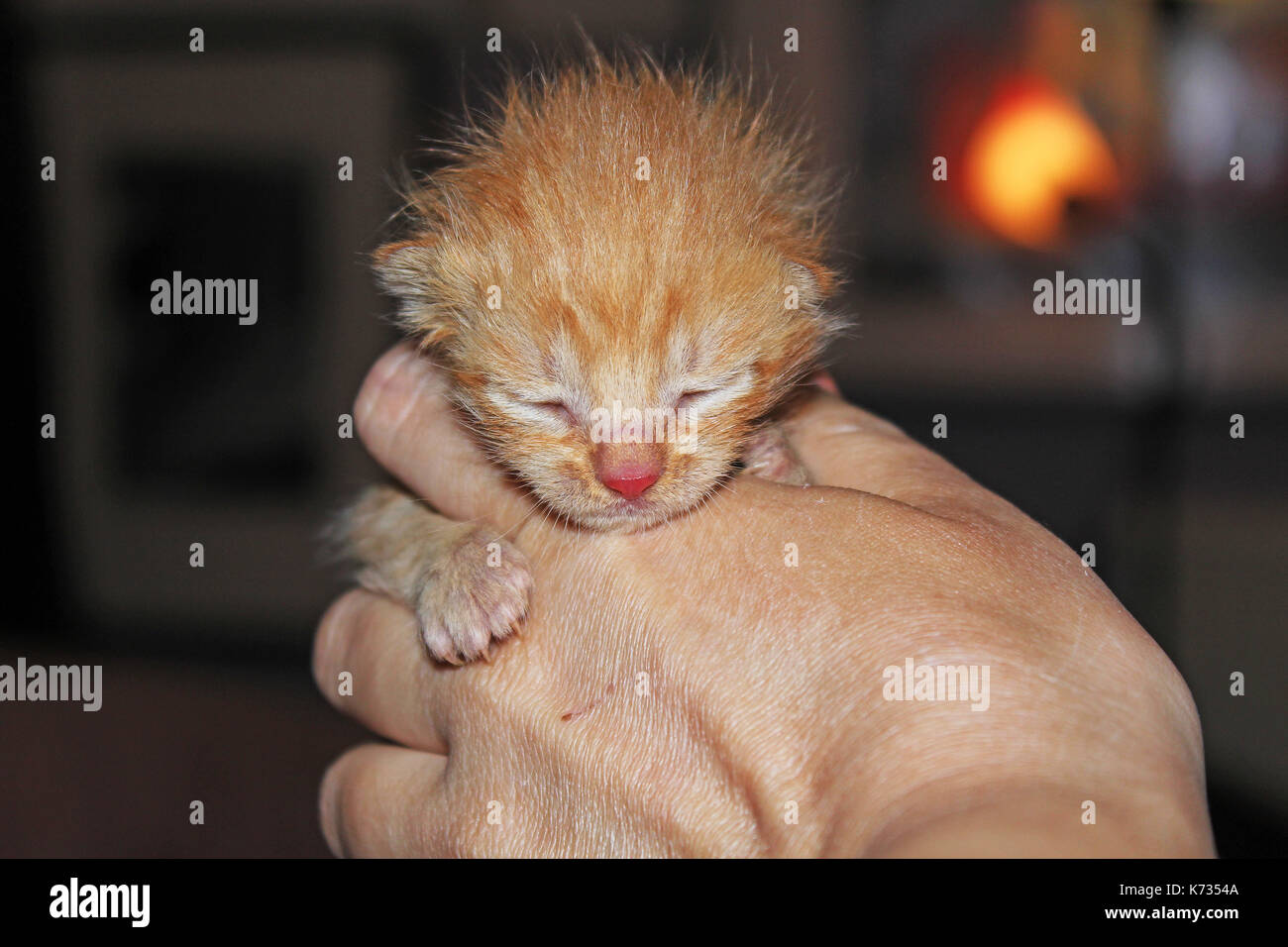 New born baby cat kitten Stock Photo - Alamy