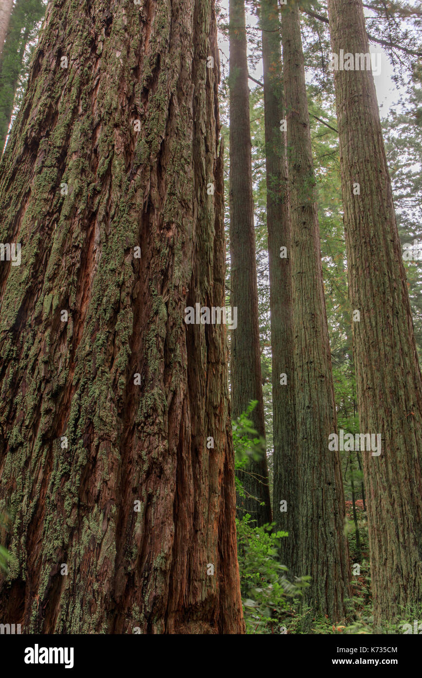 Coastal redwood tree bark hi-res stock photography and images - Alamy