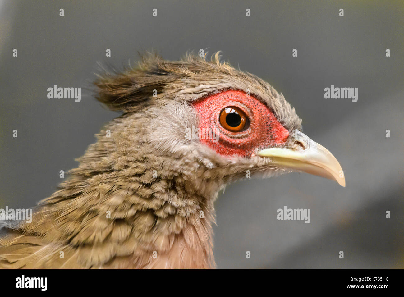 Eye and the beak hi-res stock photography and images - Alamy