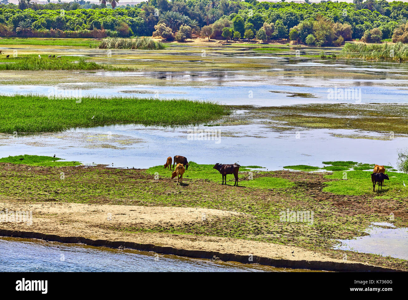 River Nile in Egypt. Life on the River Nile. Cow in Nile Stock Photo ...