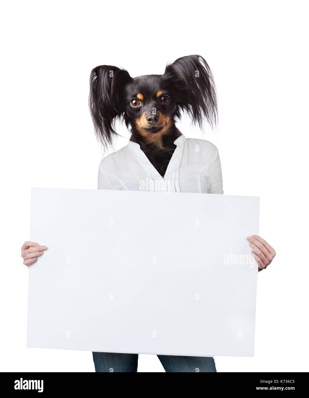 Funny dog hold banner on white background Stock Photo - Alamy