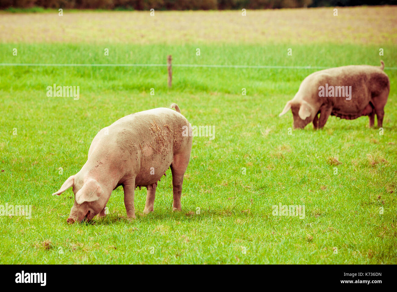 Pig farm. pigs in field. Healthy pig on meadow Stock Photo - Alamy