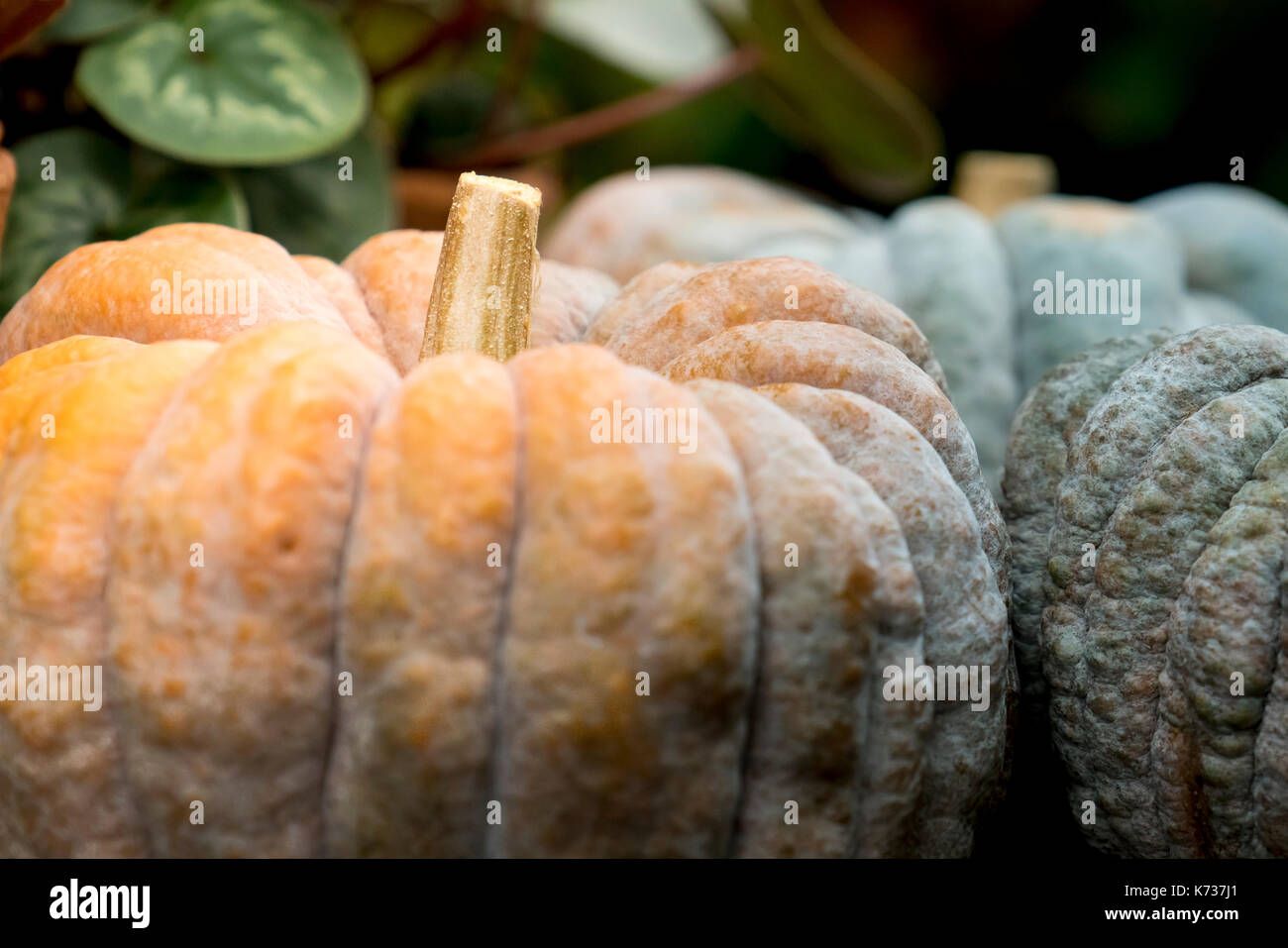 Small pumpkins on a wooden table on display outside a shop Stock Photo ...