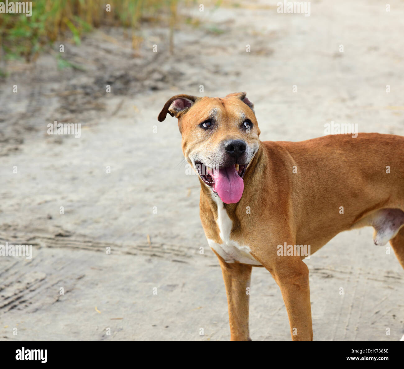 portrait of a sad dog on a nature background, summer day Stock Photo ...