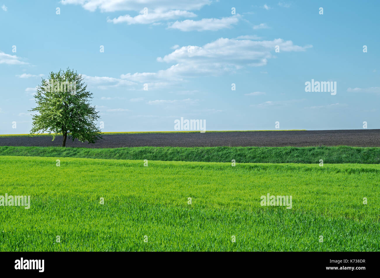 A lone tree on a farm field during spring plowing Stock Photo - Alamy