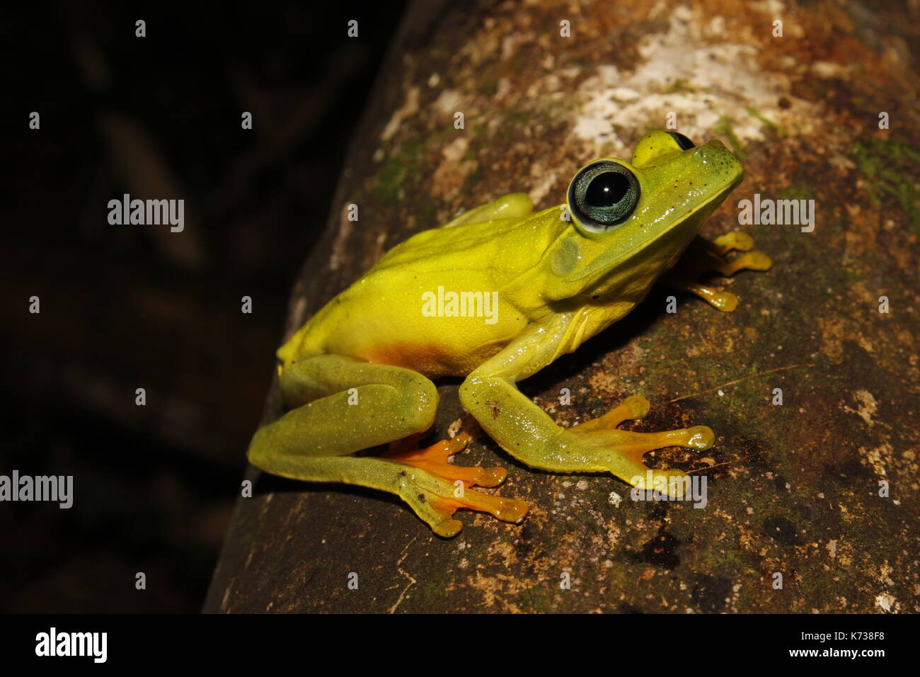 Amphibs hi-res stock photography and images - Alamy