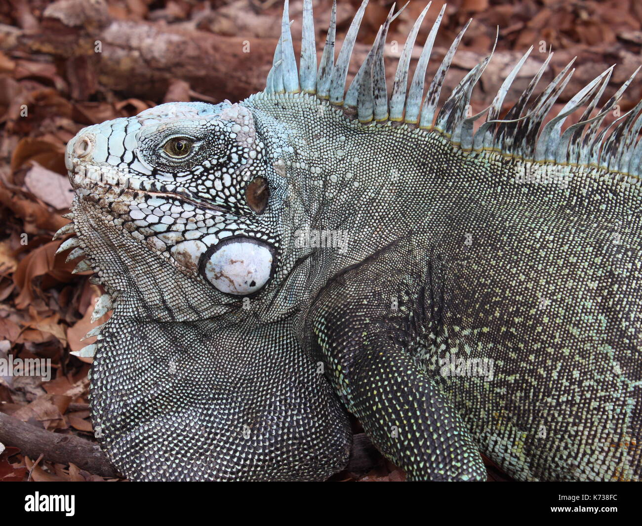 Brazillian fauna hi-res stock photography and images - Alamy