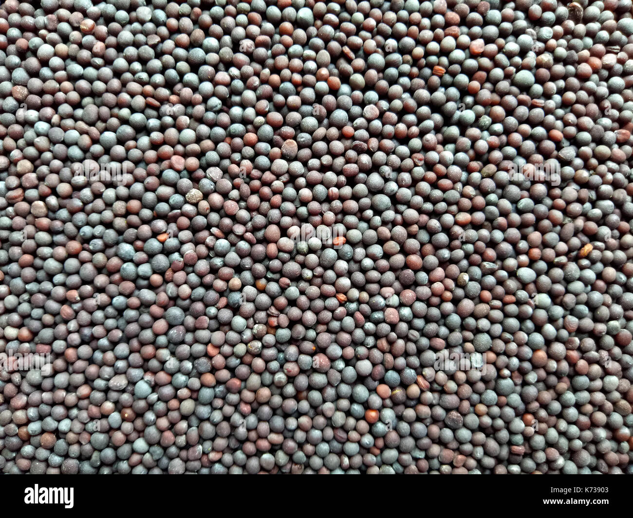 Jeera rai hi-res stock photography and images - Alamy