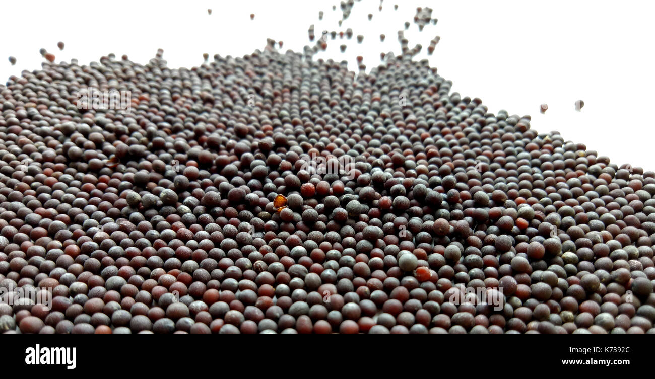 Jeera rai hi-res stock photography and images - Alamy