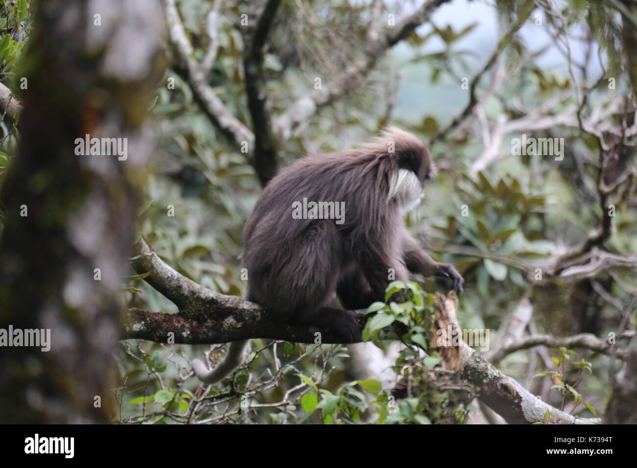 Brown bear tail hi-res stock photography and images - Alamy