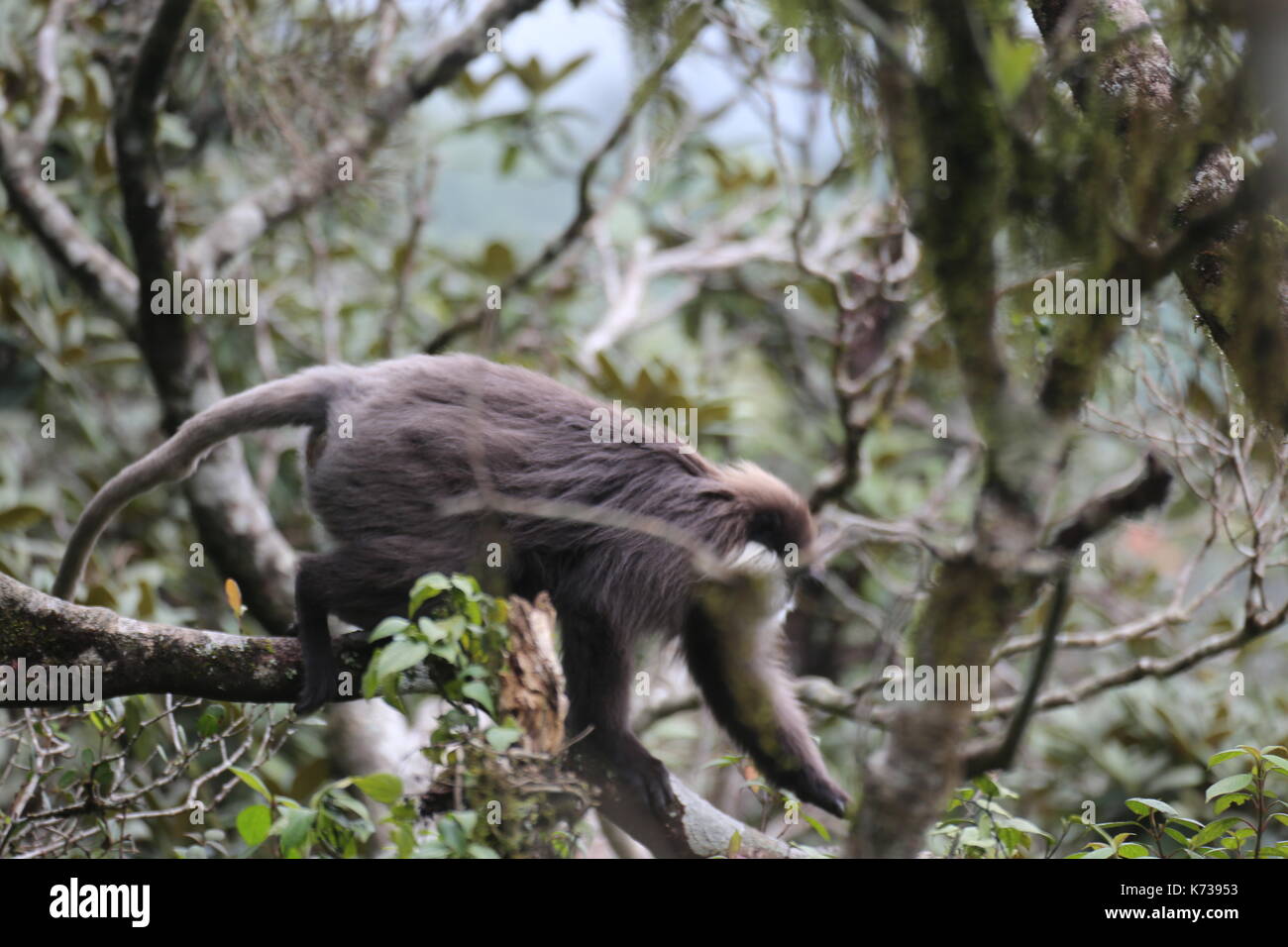 Brown bear tail hi-res stock photography and images - Alamy