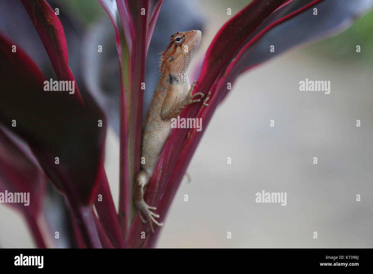 Purple lizard hi-res stock photography and images - Alamy