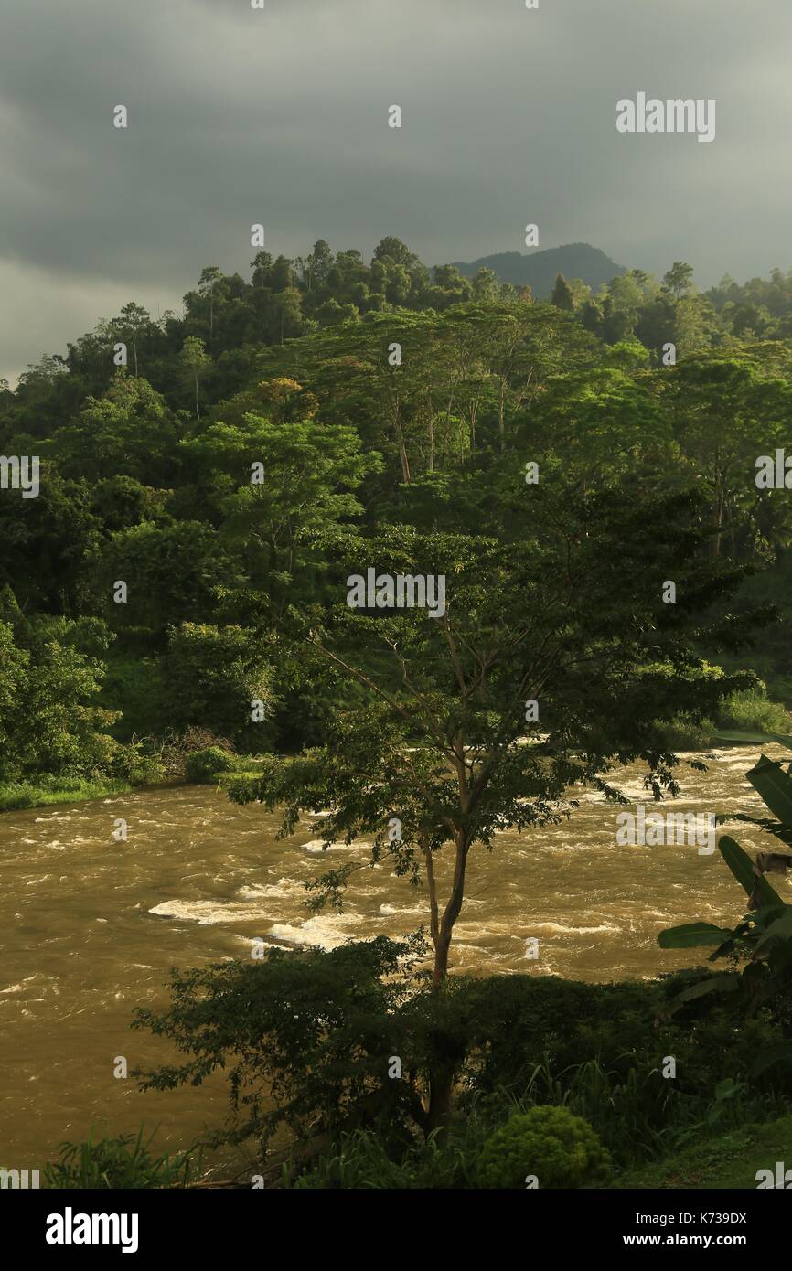 Indian jungle landscape hi-res stock photography and images - Alamy