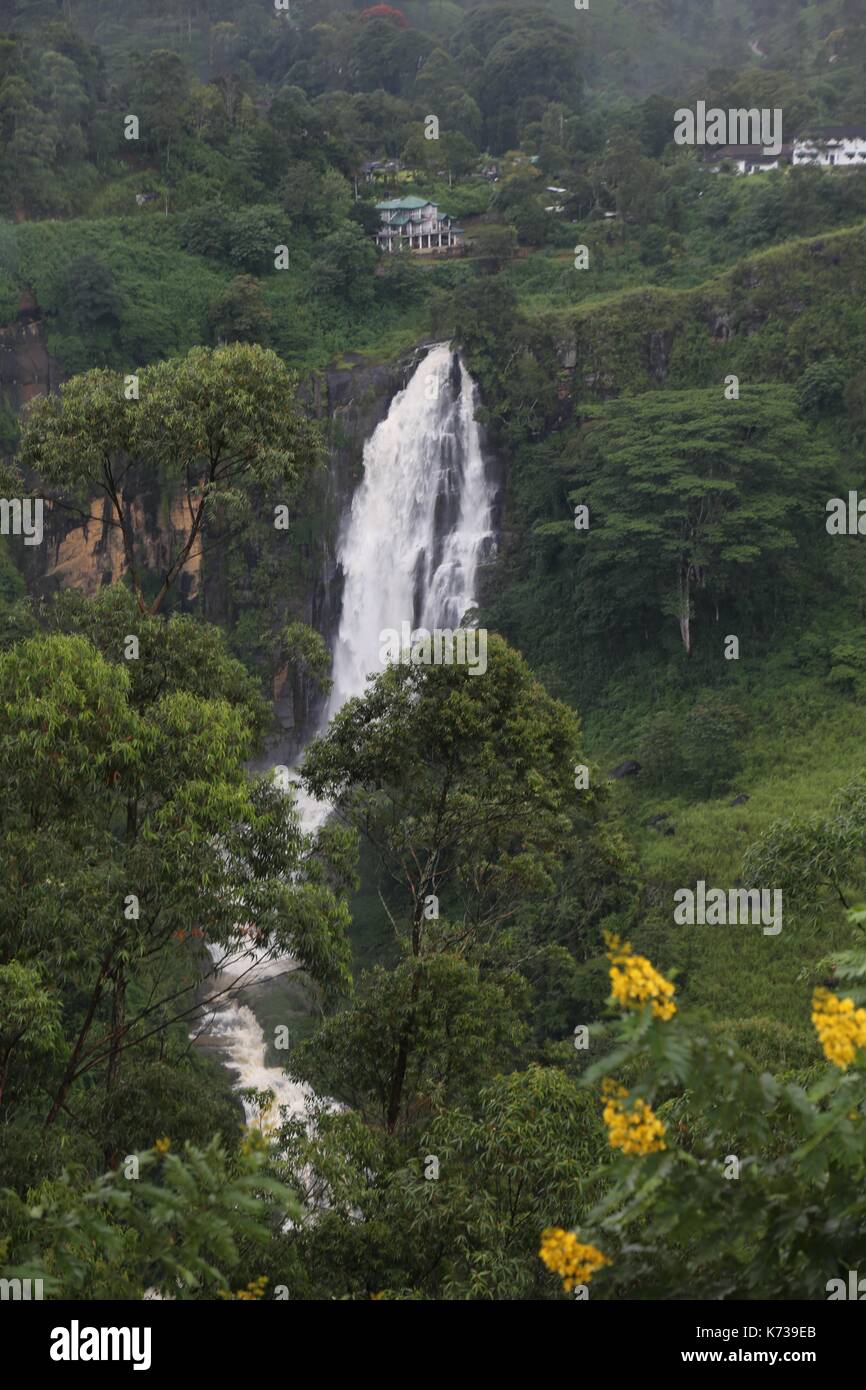 Tea Plants Growing on steep Hillside, Waterfall, Sir Lanka, Nuwara ...