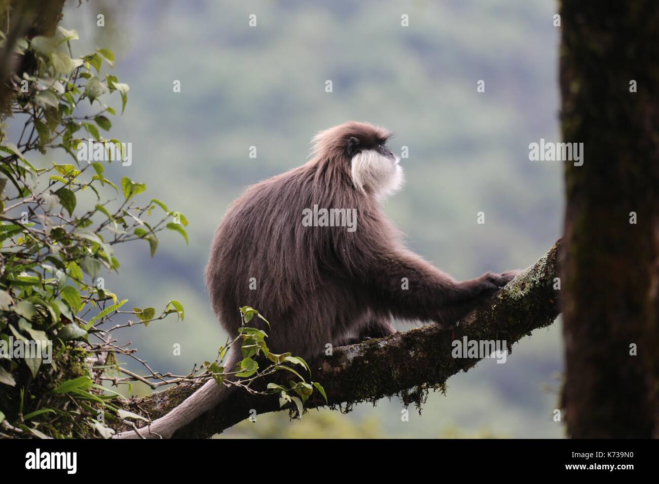 Purple-faced langur, Bear Monkey Sri Lanka Stock Photo - Alamy