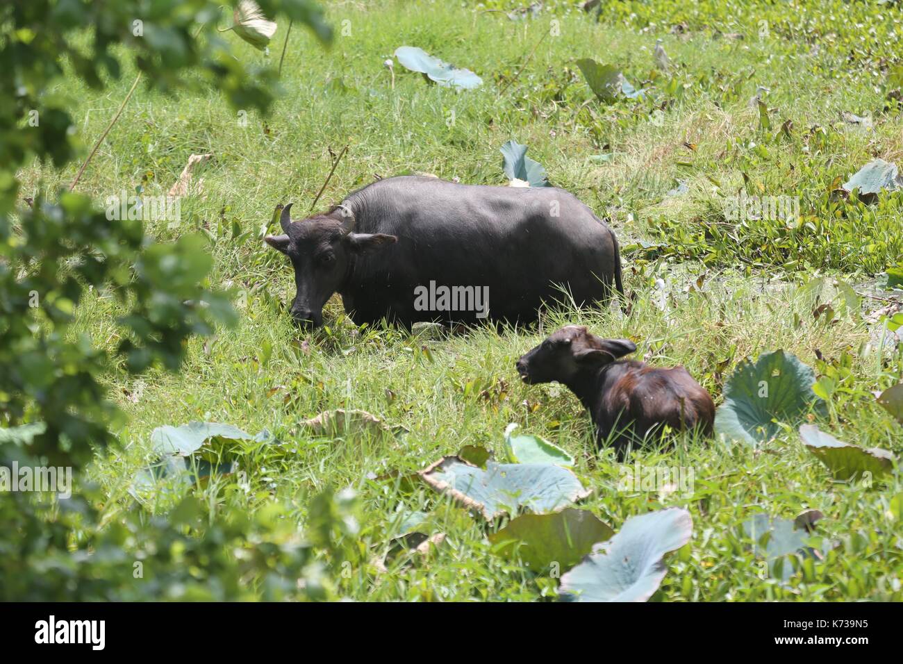 Asian water buffalo hi-res stock photography and images - Alamy