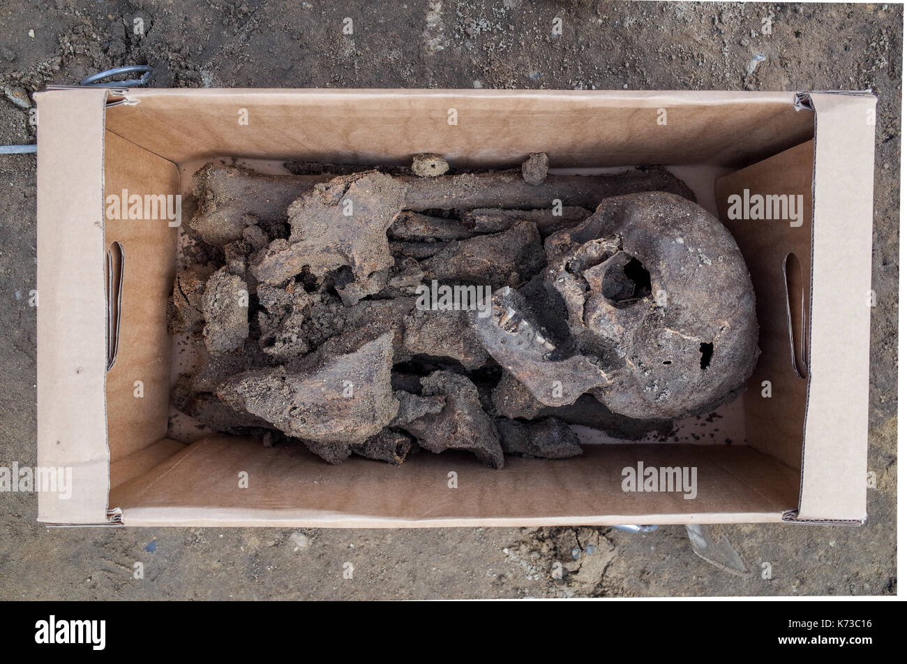Archaeological excavation with skeletons and skull taken from the ...