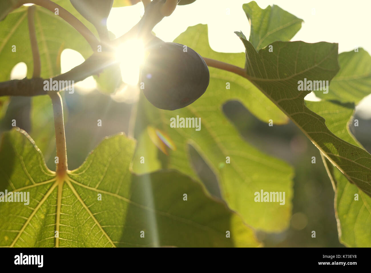 Fig growing on tree Stock Photo - Alamy