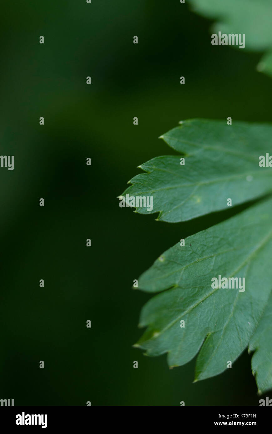 Flat leaf italian parsley hi-res stock photography and images - Alamy