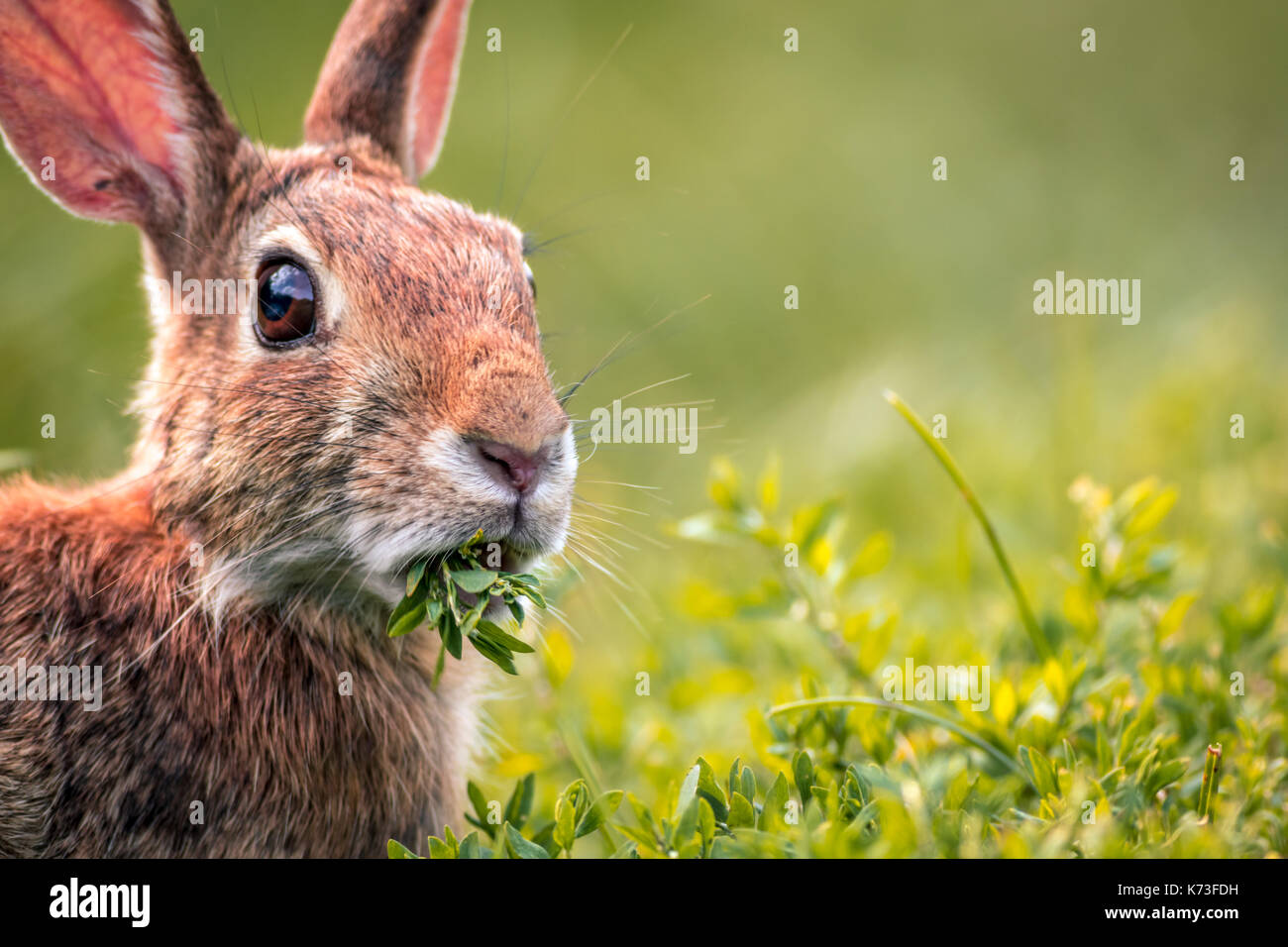 Baby Marsh Rabbit High Resolution Stock Photography and Images - Alamy