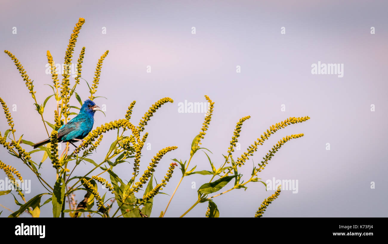 Indigo Bunting (Passerina cyanea) on green plant makes a very clean and ...