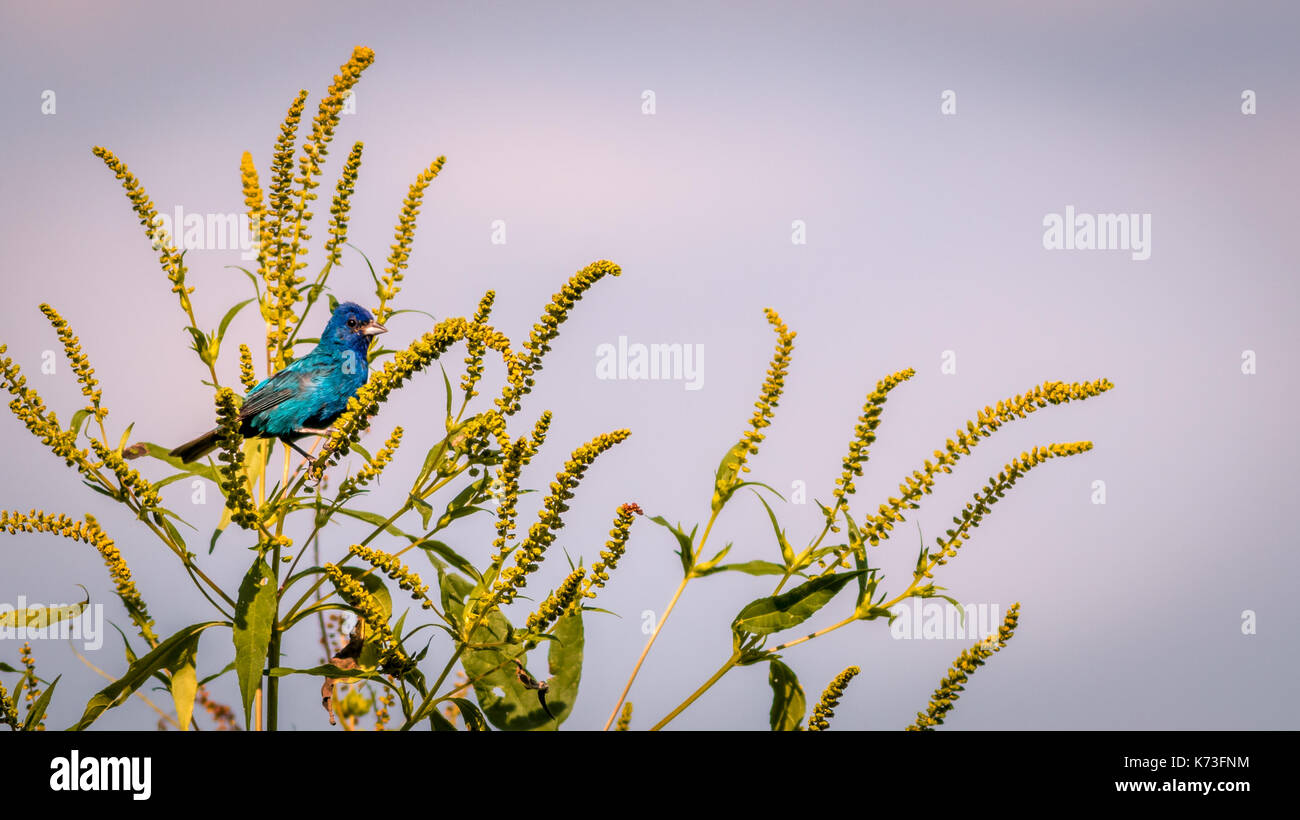 Indigo Bunting (Passerina cyanea) on green plant makes a very clean and ...
