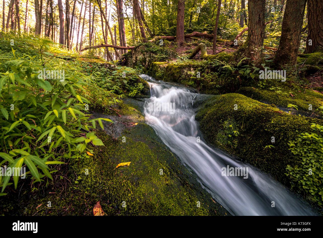 Waterfall flows gently amoung a lush display of green foliage at Stokes ...