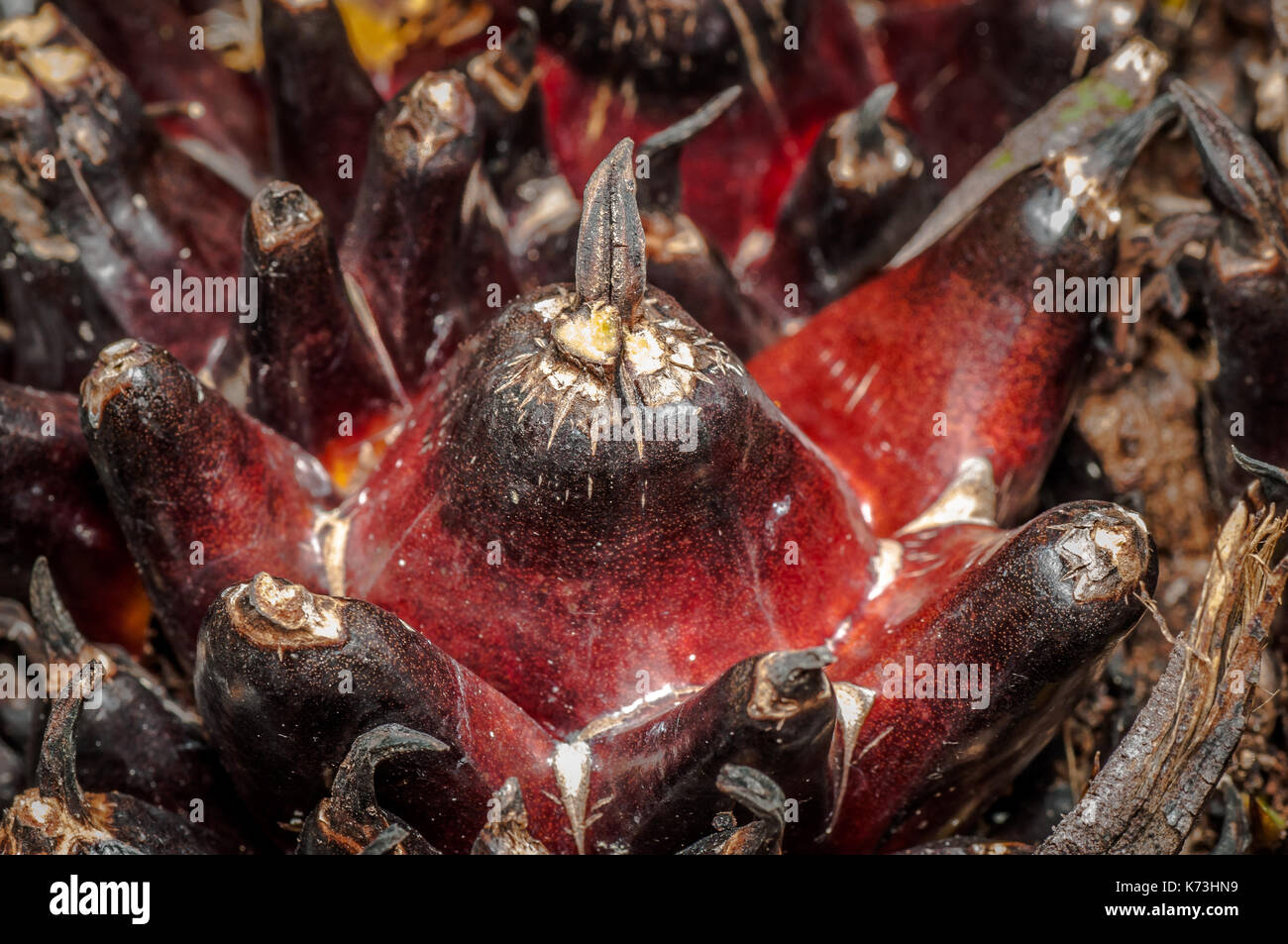Close up of mantle fertile fruit of oil palm tissue culture bunches ...