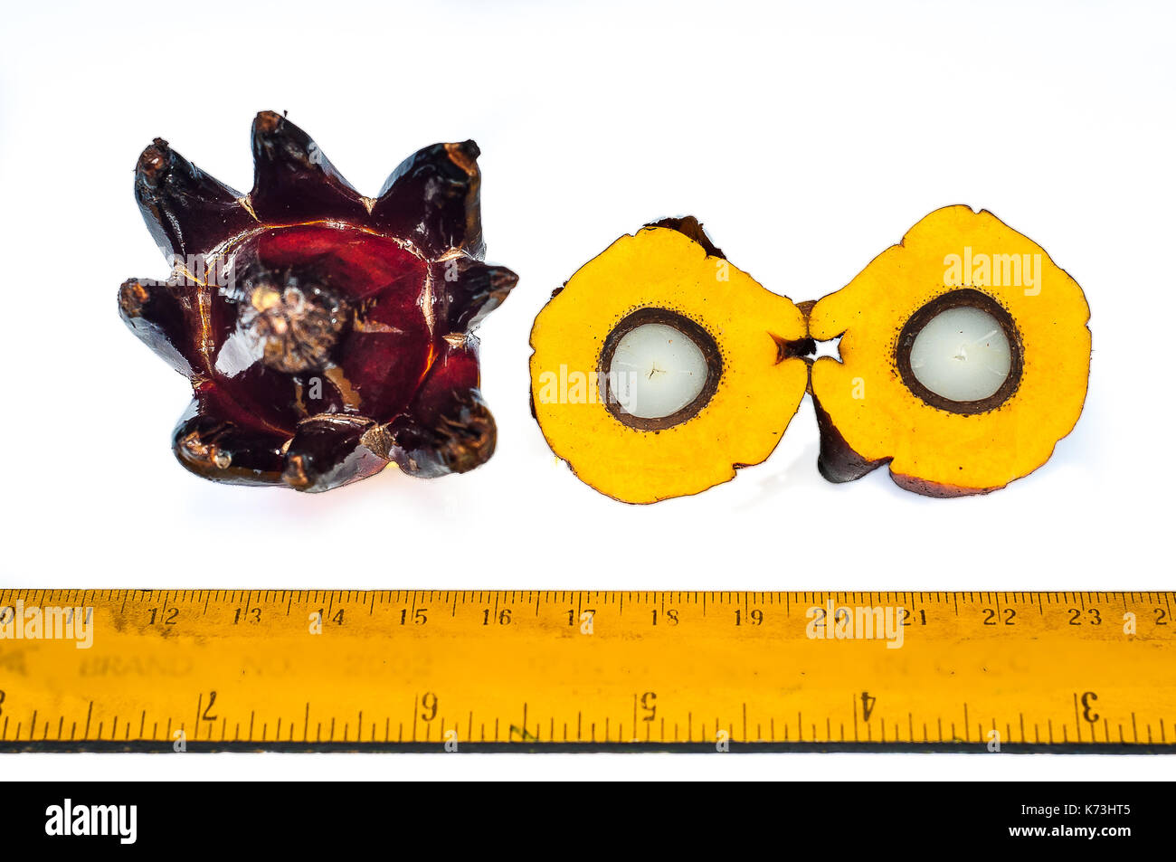 Cutting of fertile mantle oil palm fruit with ruler Stock Photo - Alamy