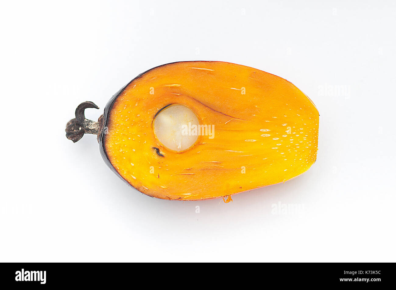 Cutting of fertile mantle oil palm fruit with ruler Stock Photo - Alamy