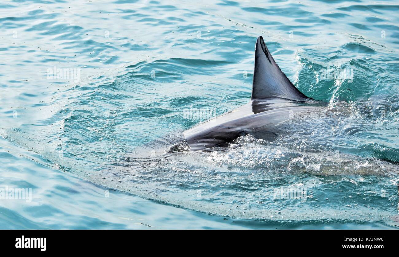 Great White Shark dorsal fin breaching the sea surface after being ...
