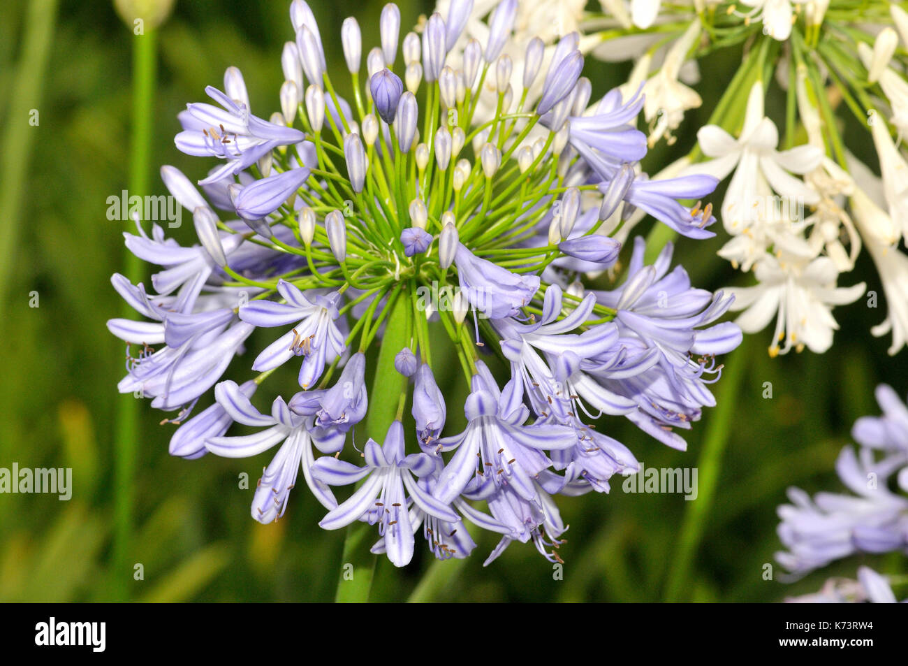 African lily agapanthus umbellatus hi-res stock photography and images ...