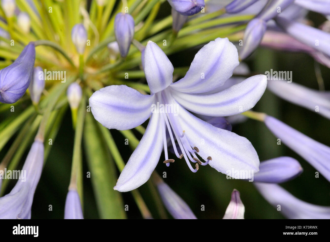 African lily agapanthus umbellatus hi-res stock photography and images ...