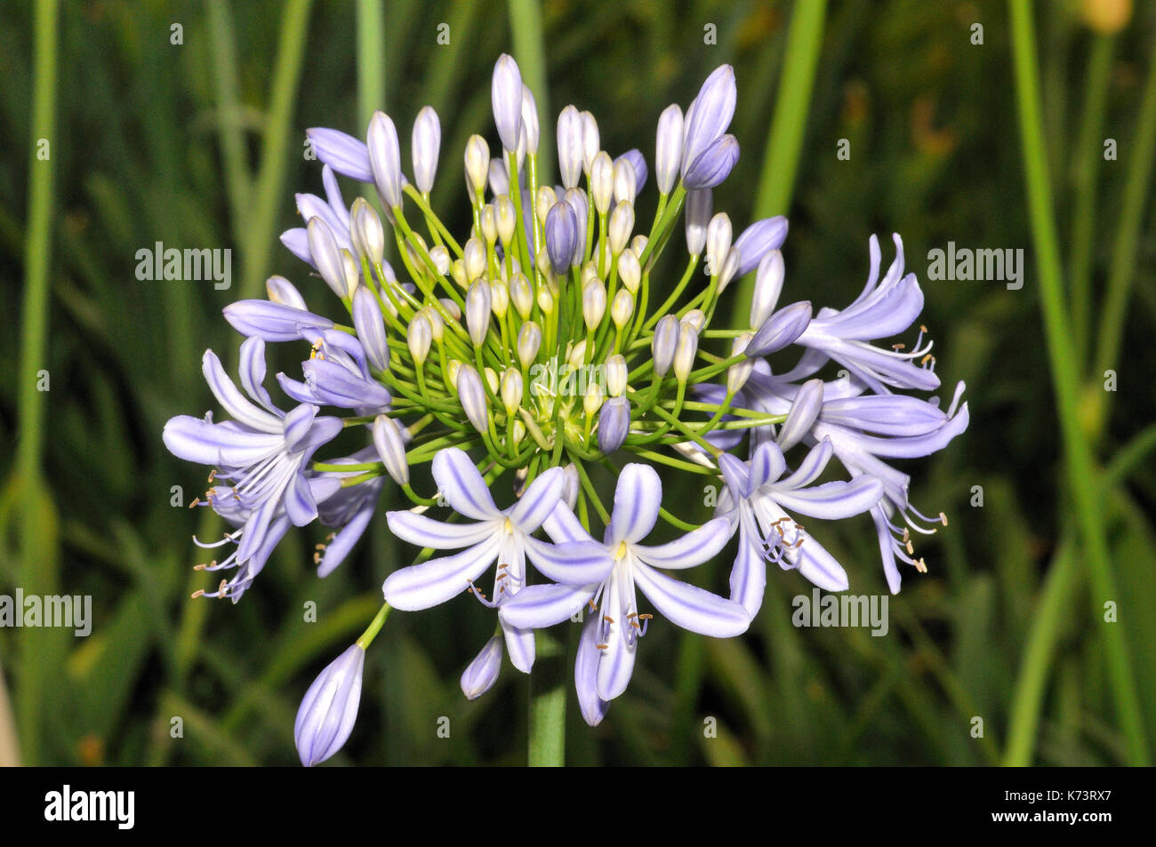 African lily agapanthus umbellatus hi-res stock photography and images ...