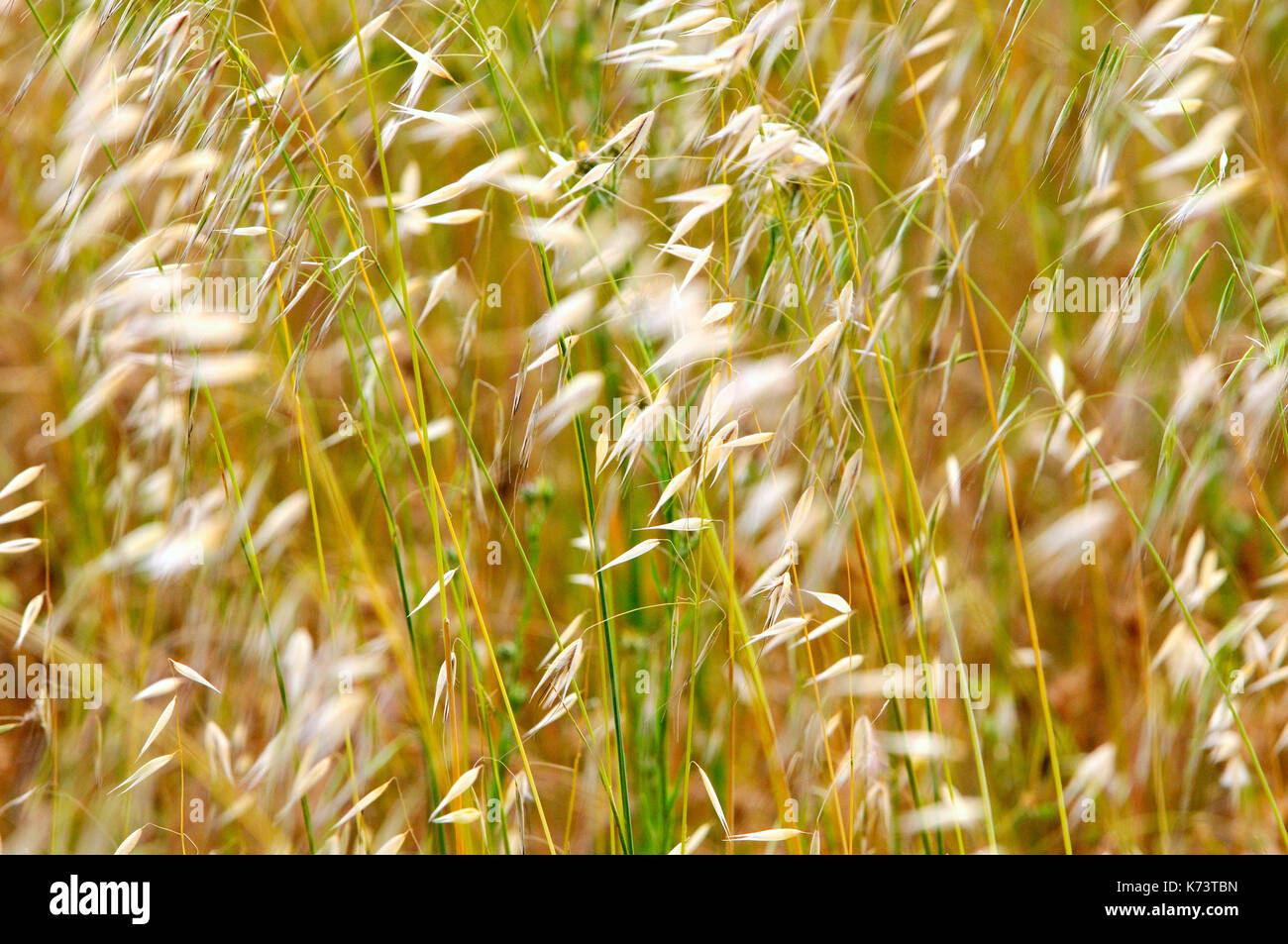 Avena fatua, wild Oat, species of grass in the Oat genus. Torrelles de ...