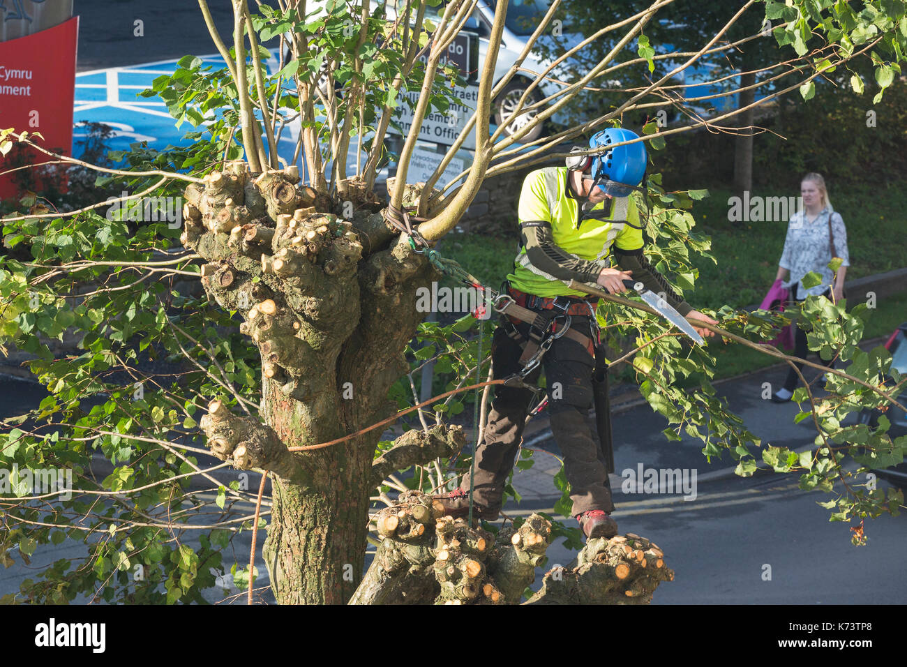 Tree surgeon roped on tree cutting branches Stock Photo - Alamy