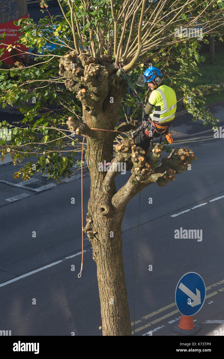 Tree cutting hi-res stock photography and images - Alamy