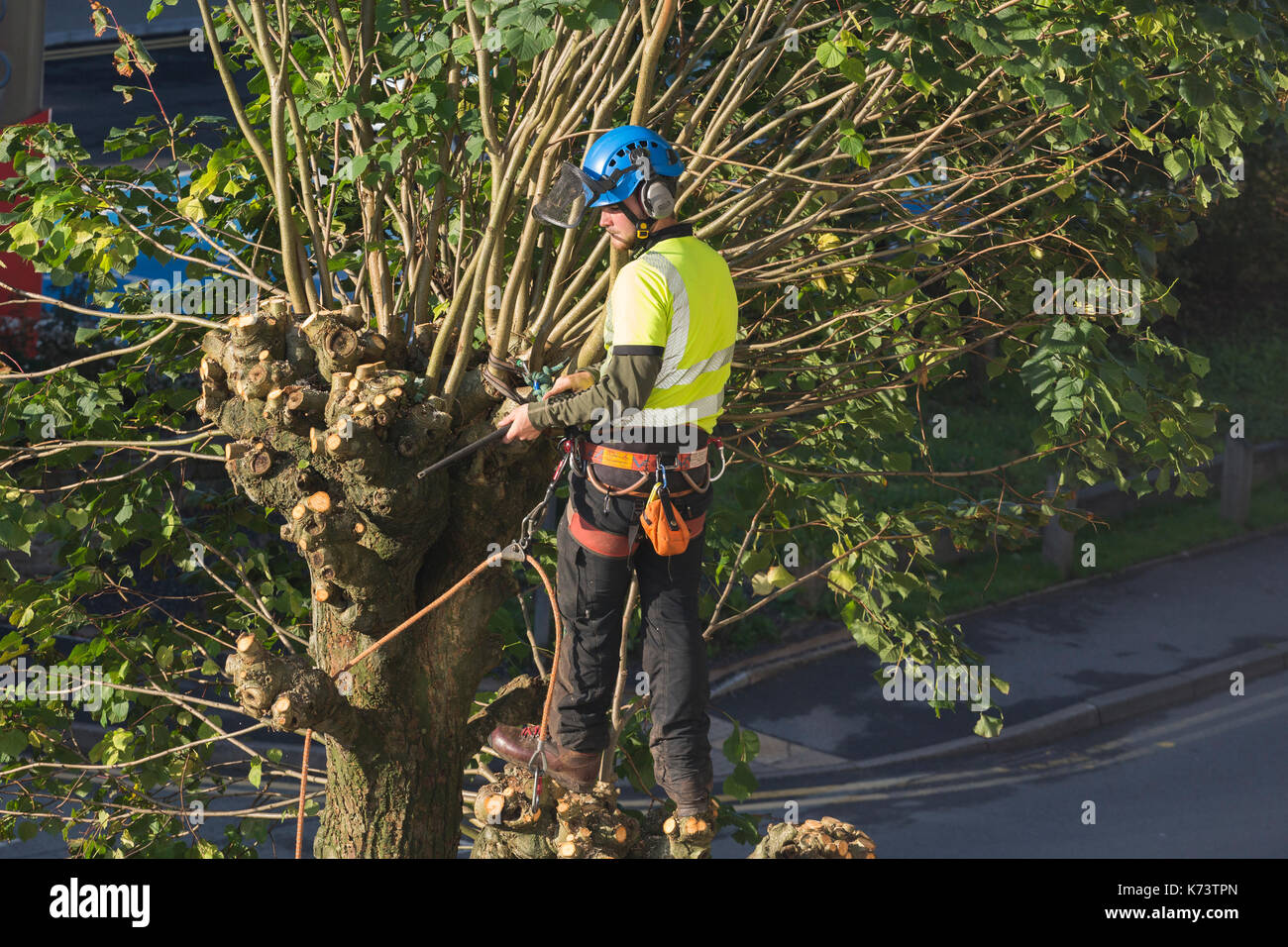 Tree doctor hi-res stock photography and images - Alamy