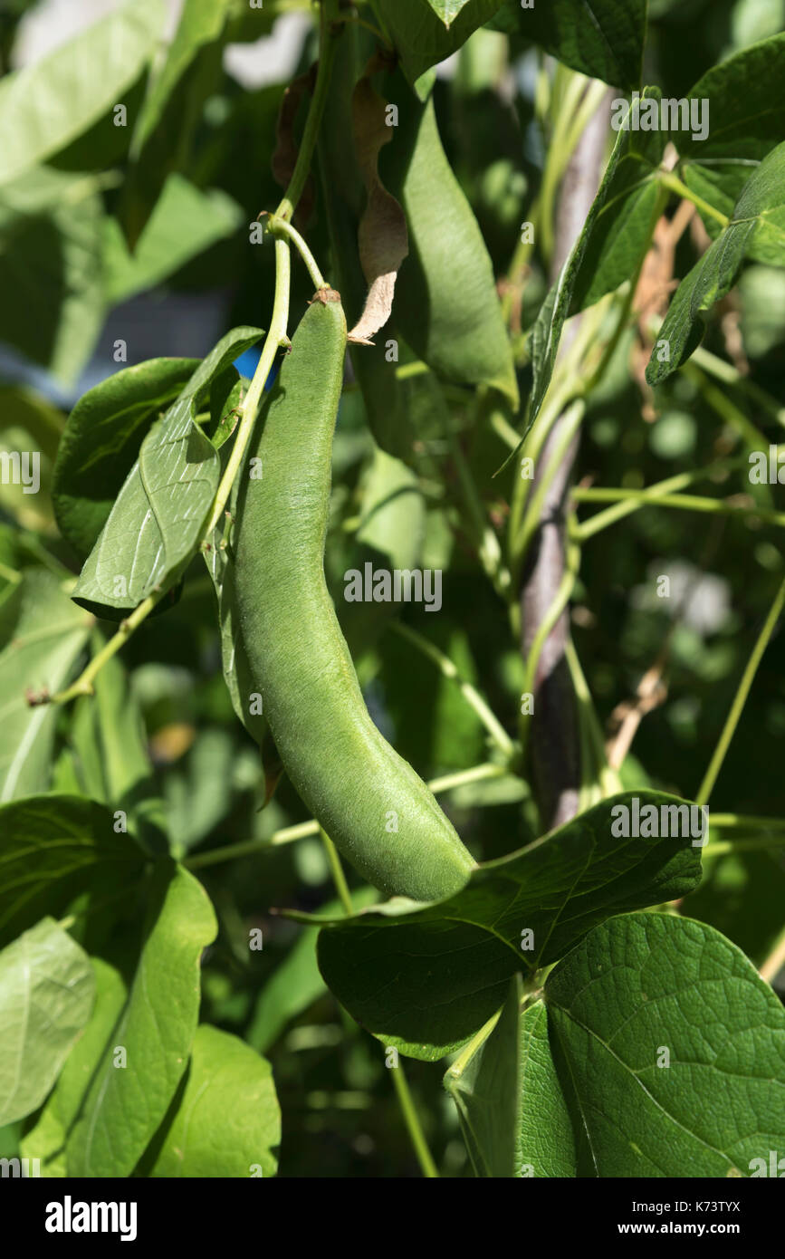 Bean strings hi-res stock photography and images - Alamy