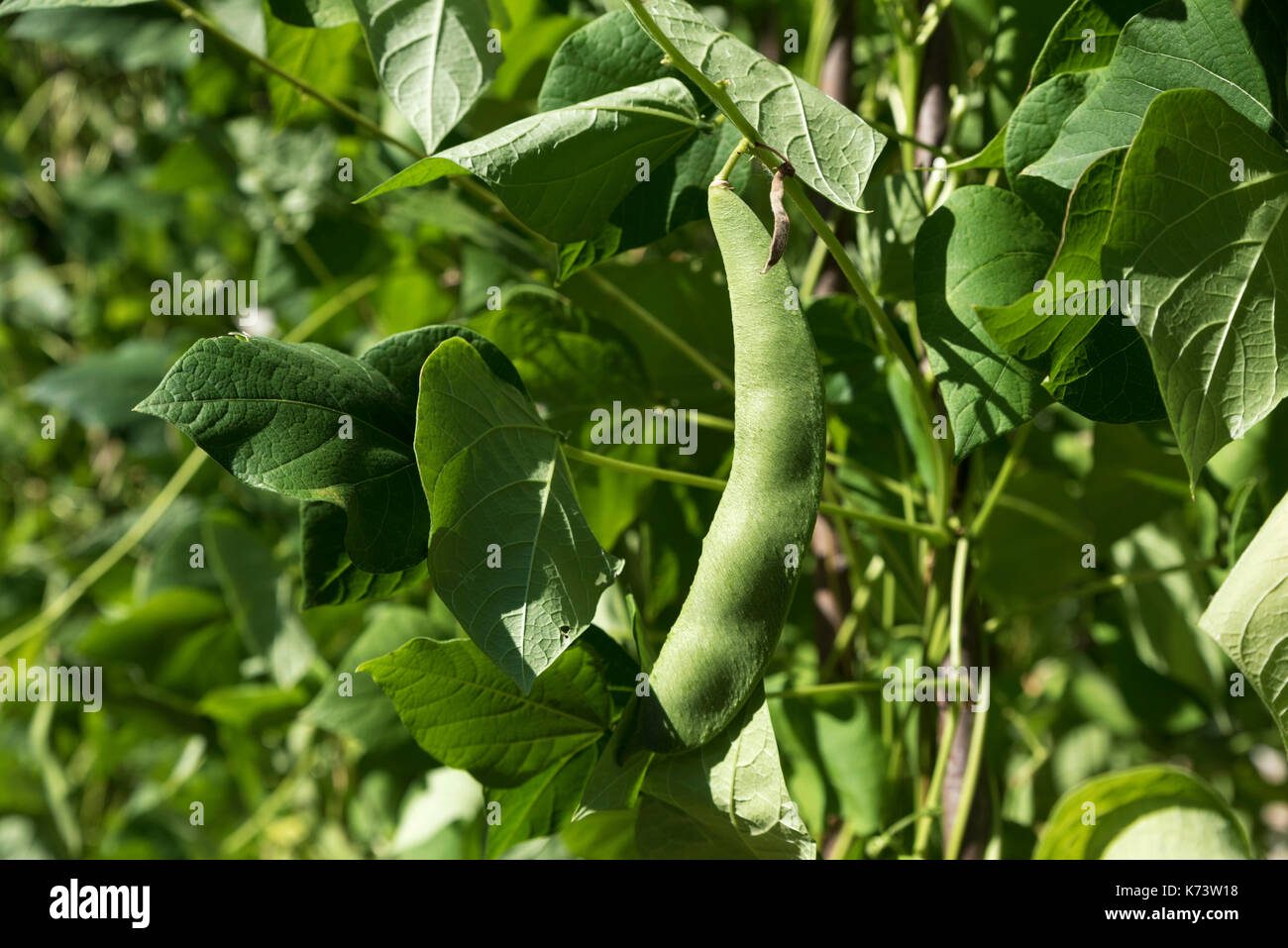 Bean strings hi-res stock photography and images - Alamy